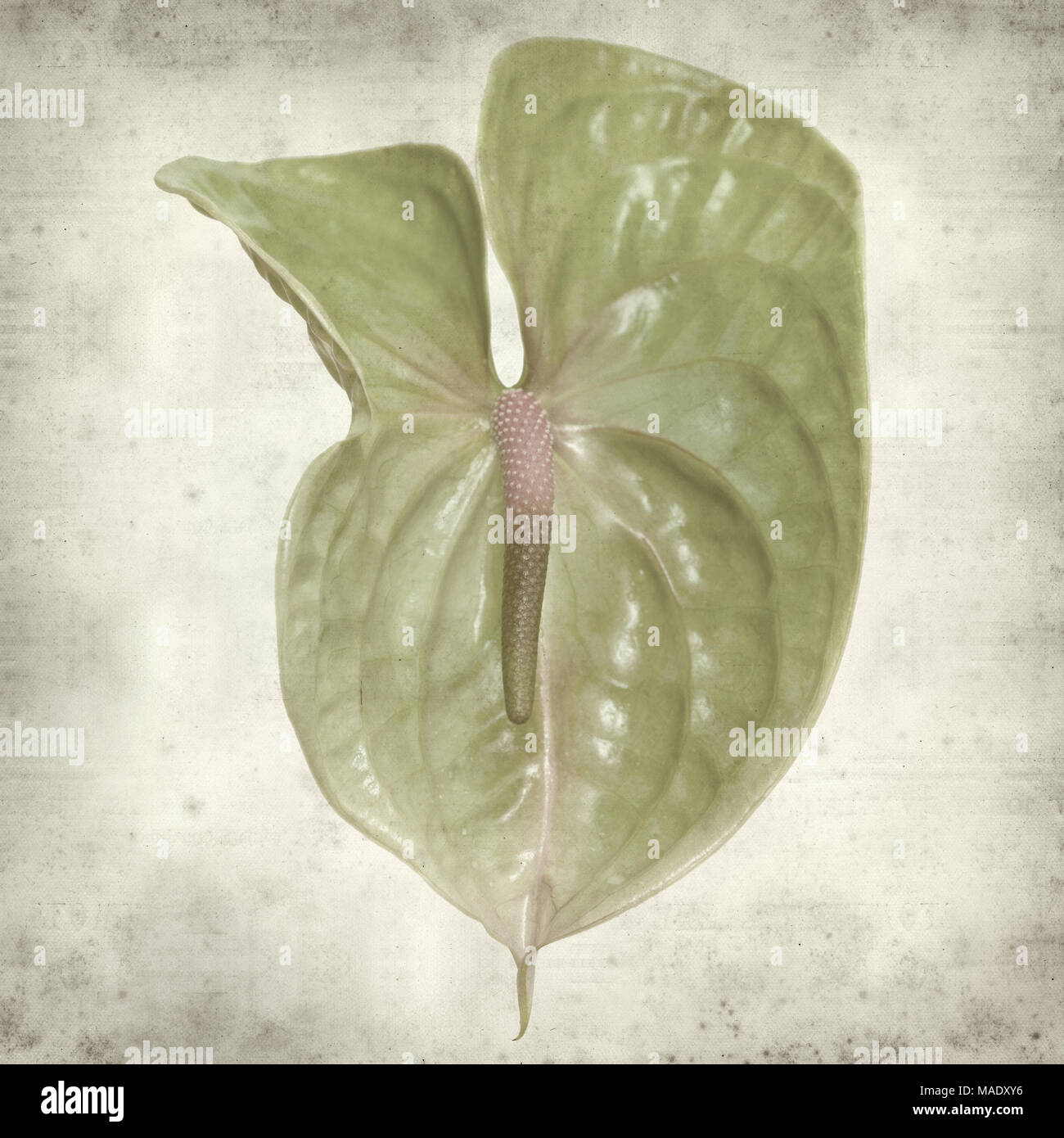 textured old paper background with green Anthurium exotic flower Stock ...