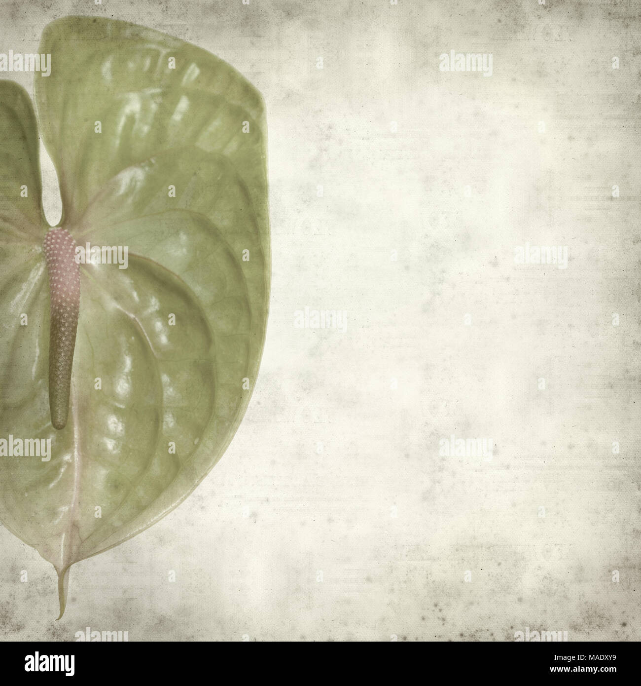textured old paper background with green Anthurium exotic flower Stock ...