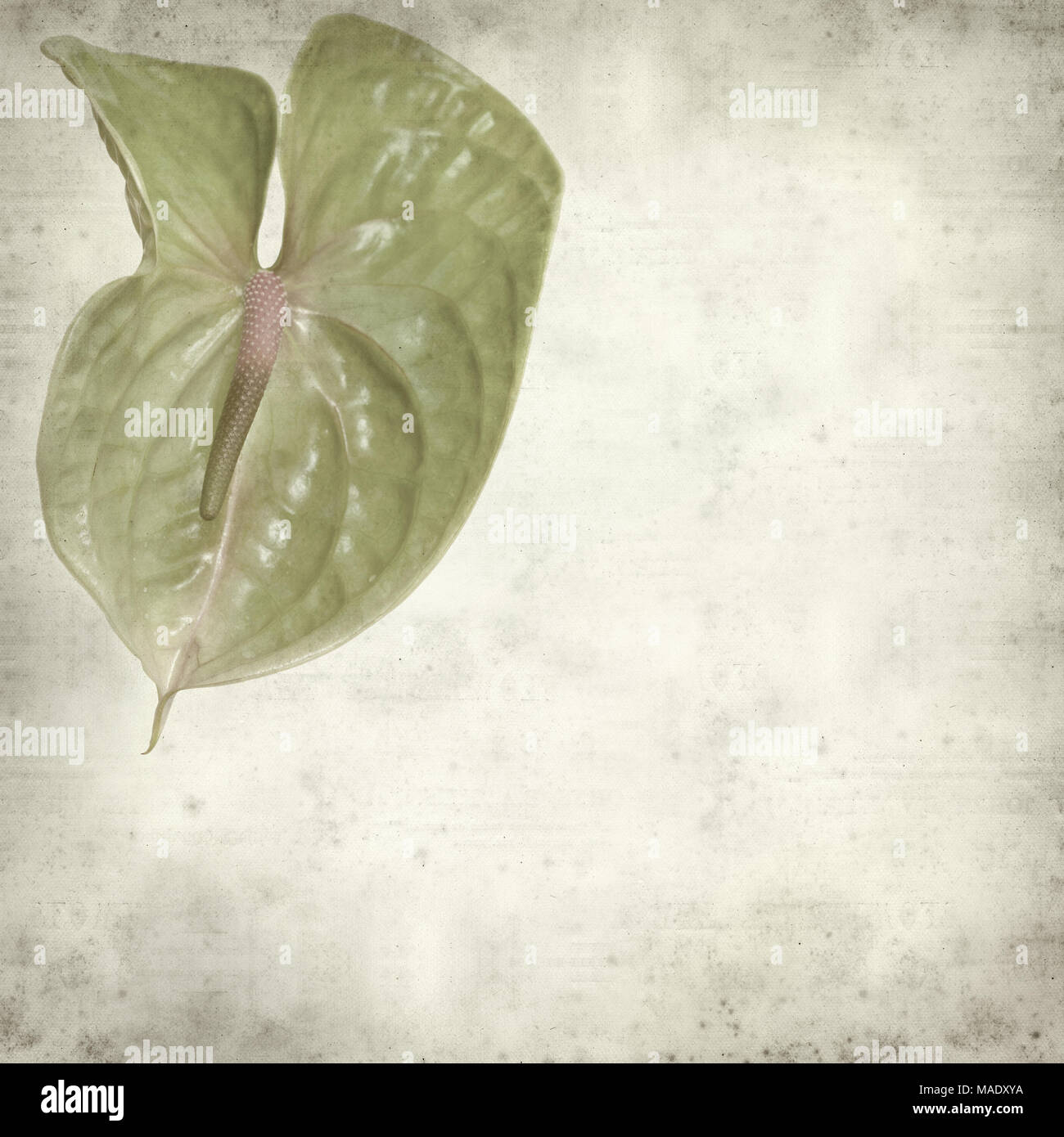textured old paper background with green Anthurium exotic flower Stock ...