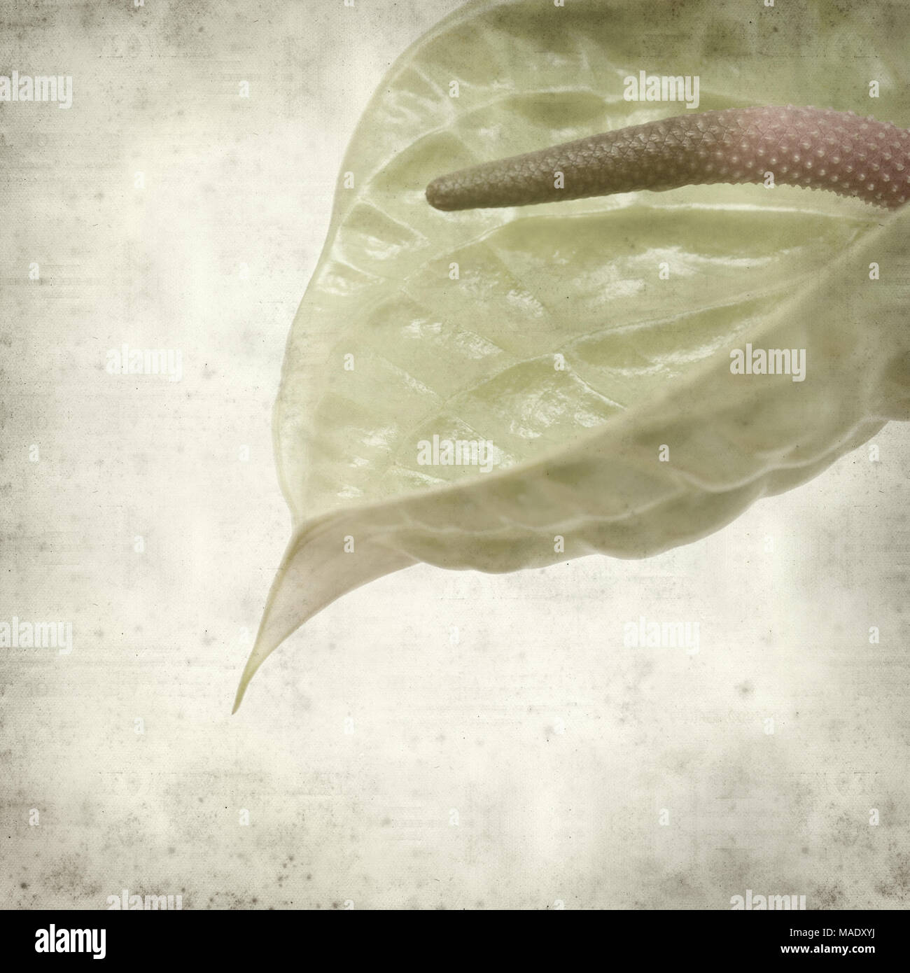 textured old paper background with green Anthurium exotic flower Stock ...