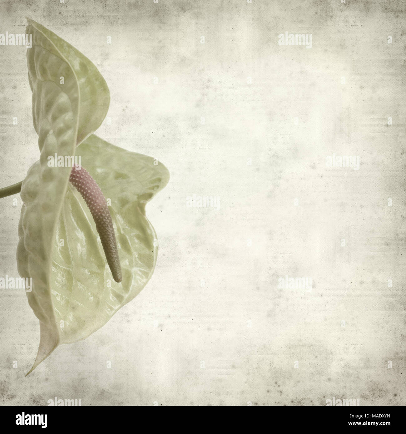 textured old paper background with green Anthurium exotic flower Stock ...