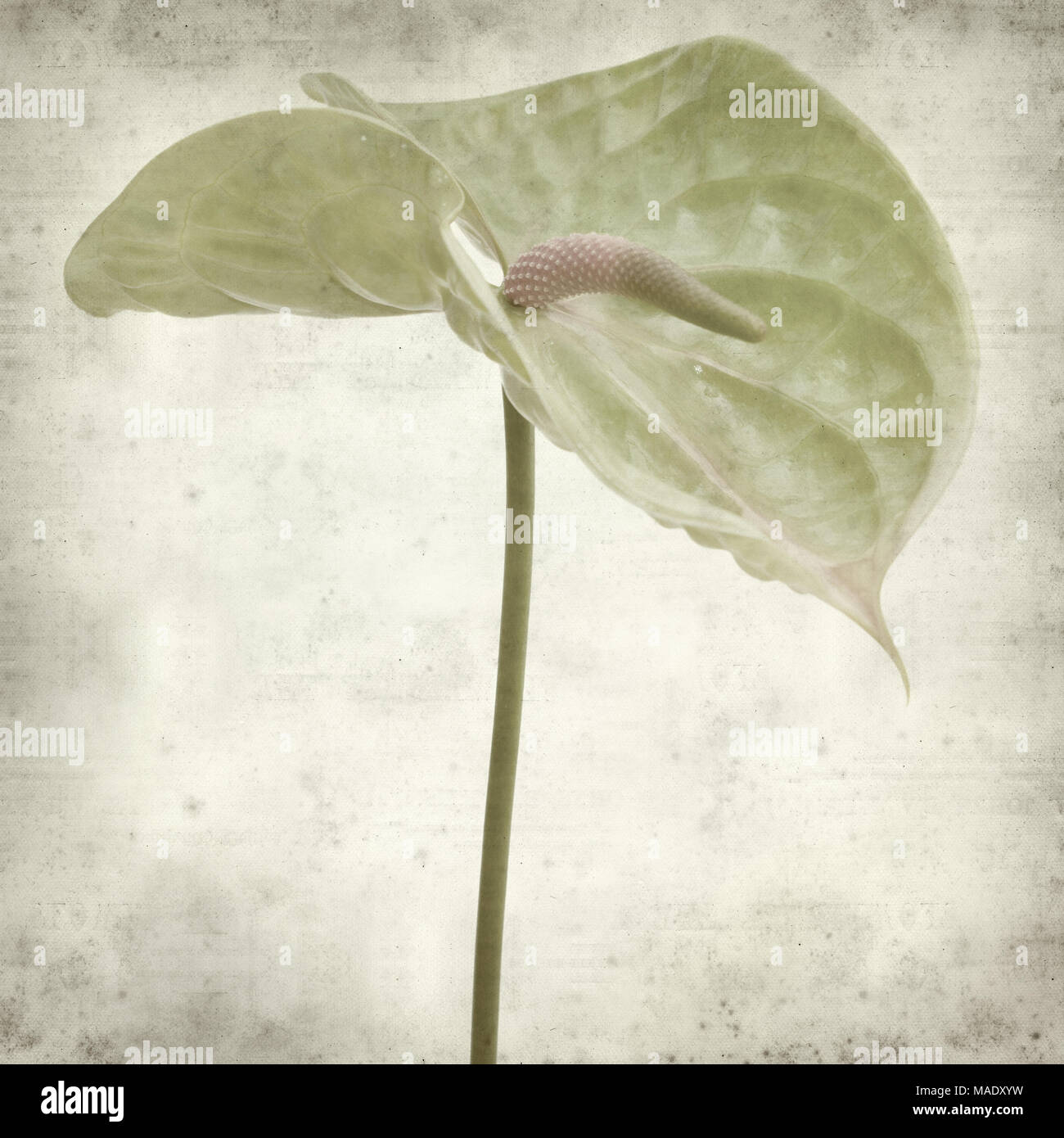 textured old paper background with green Anthurium exotic flower Stock ...