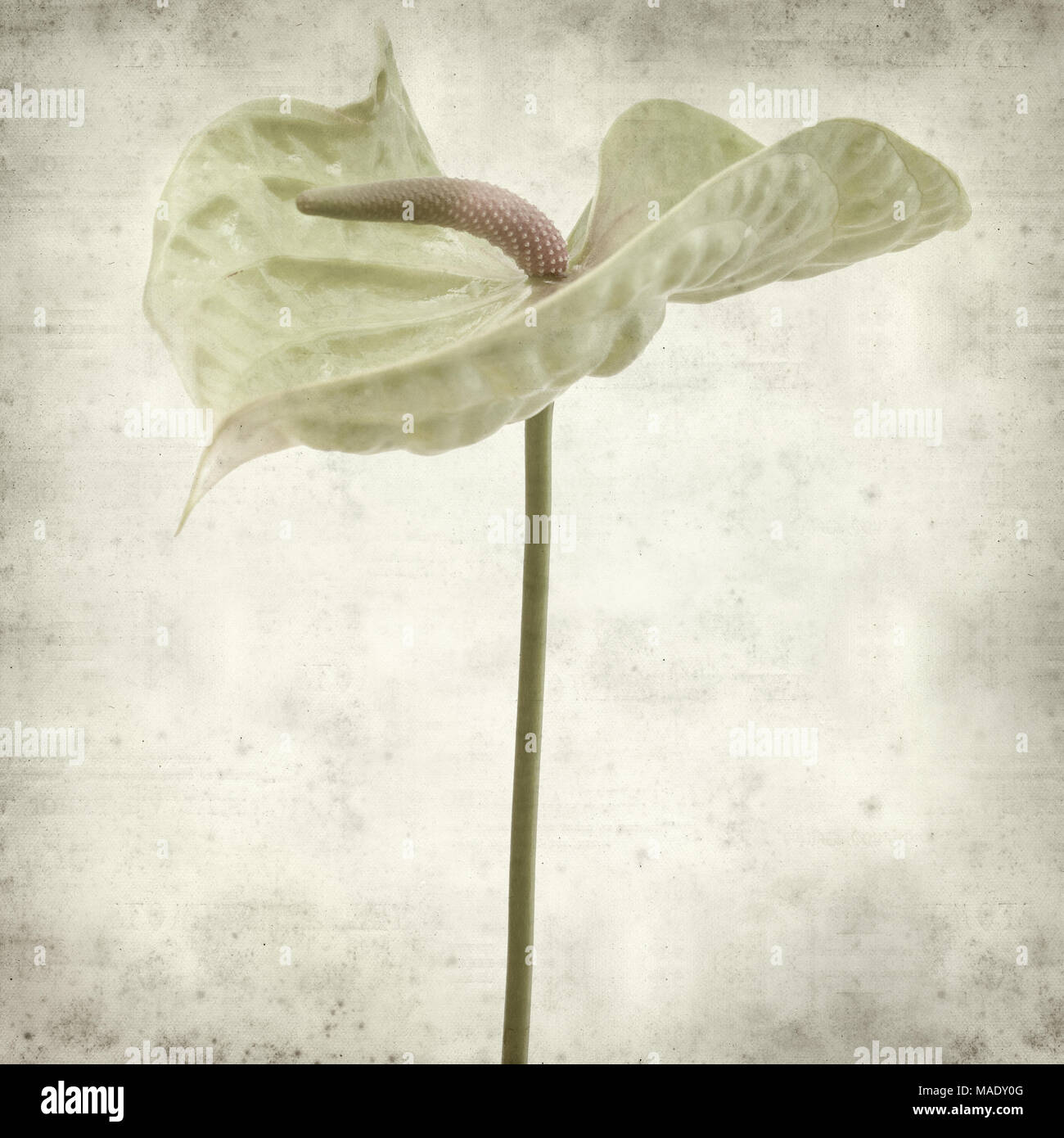 textured old paper background with green Anthurium exotic flower Stock ...