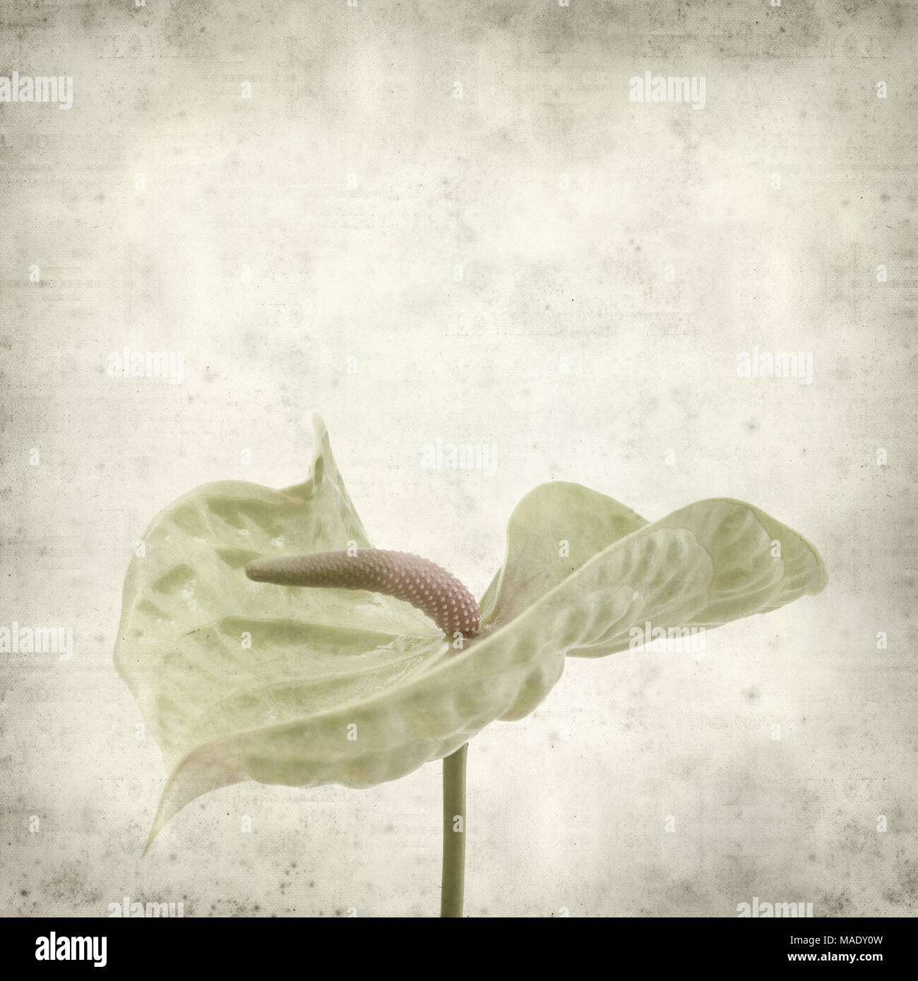 textured old paper background with green Anthurium exotic flower Stock ...