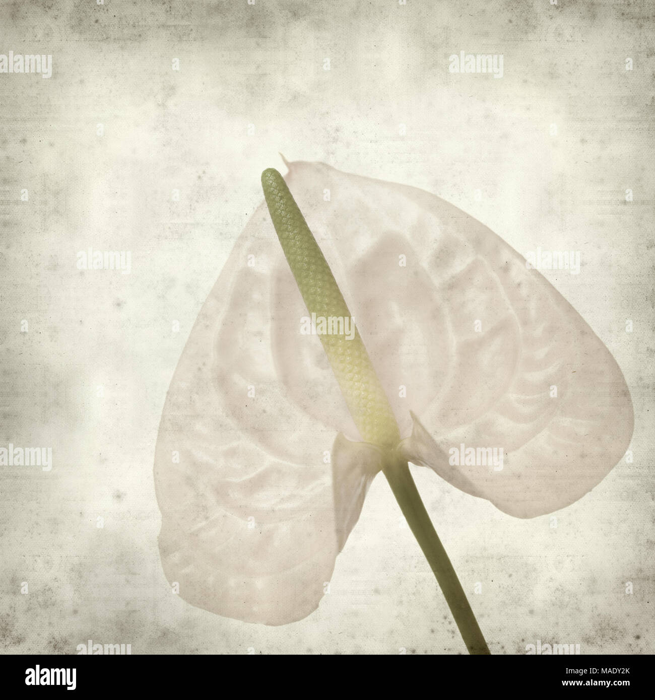 textured old paper background with pink Anthurium flower Stock Photo ...