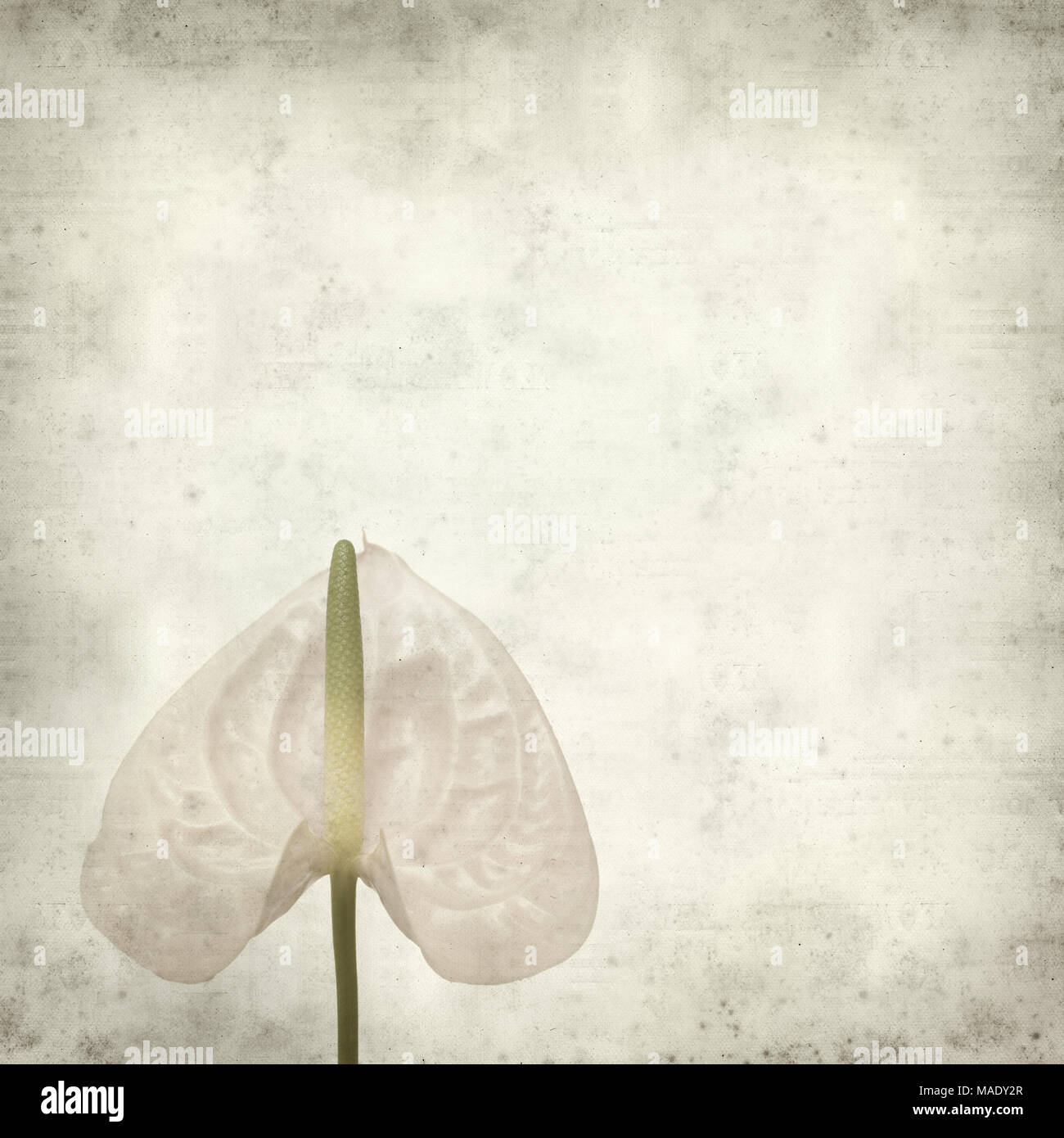 textured old paper background with pink Anthurium flower Stock Photo ...