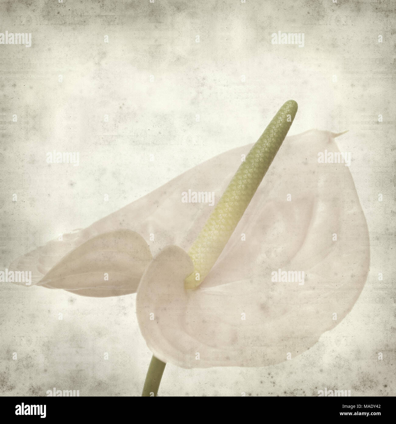 textured old paper background with pink Anthurium flower Stock Photo ...