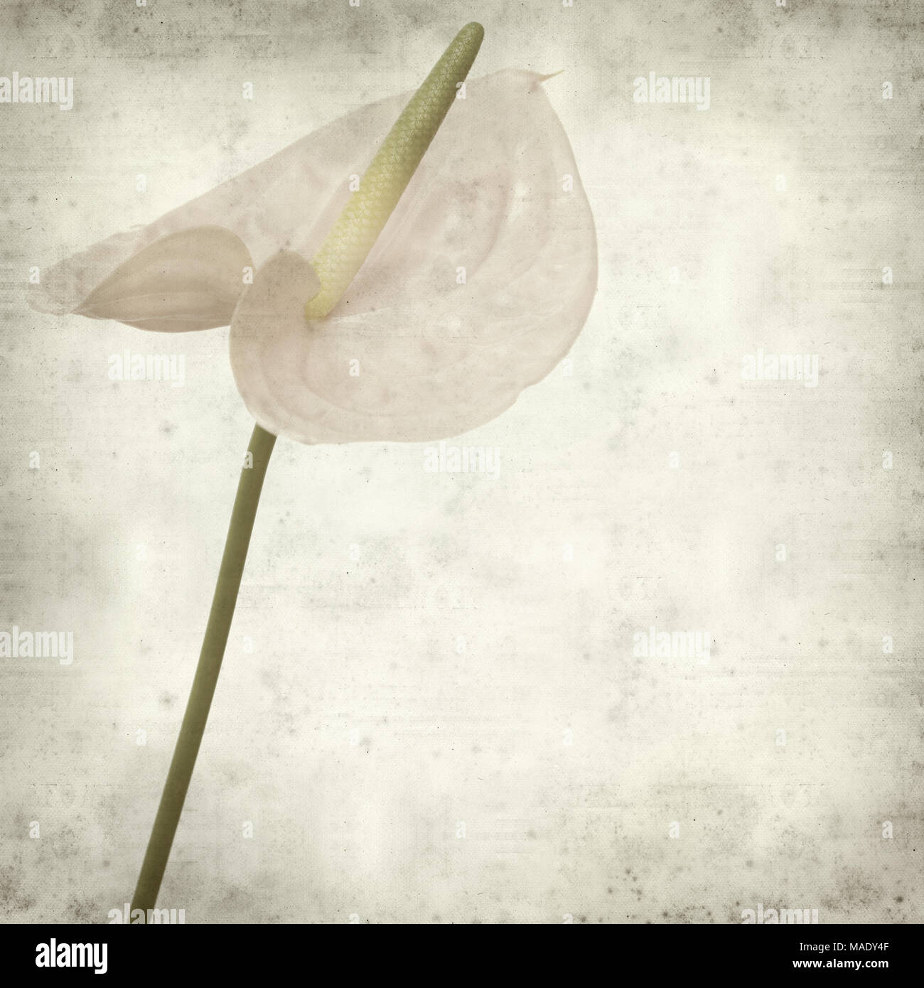 textured old paper background with pink Anthurium flower Stock Photo ...