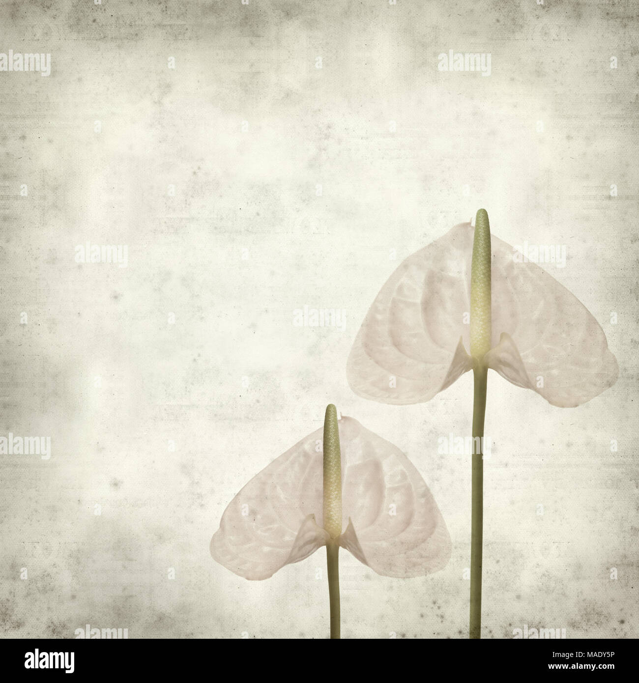 textured old paper background with pink Anthurium flower Stock Photo ...