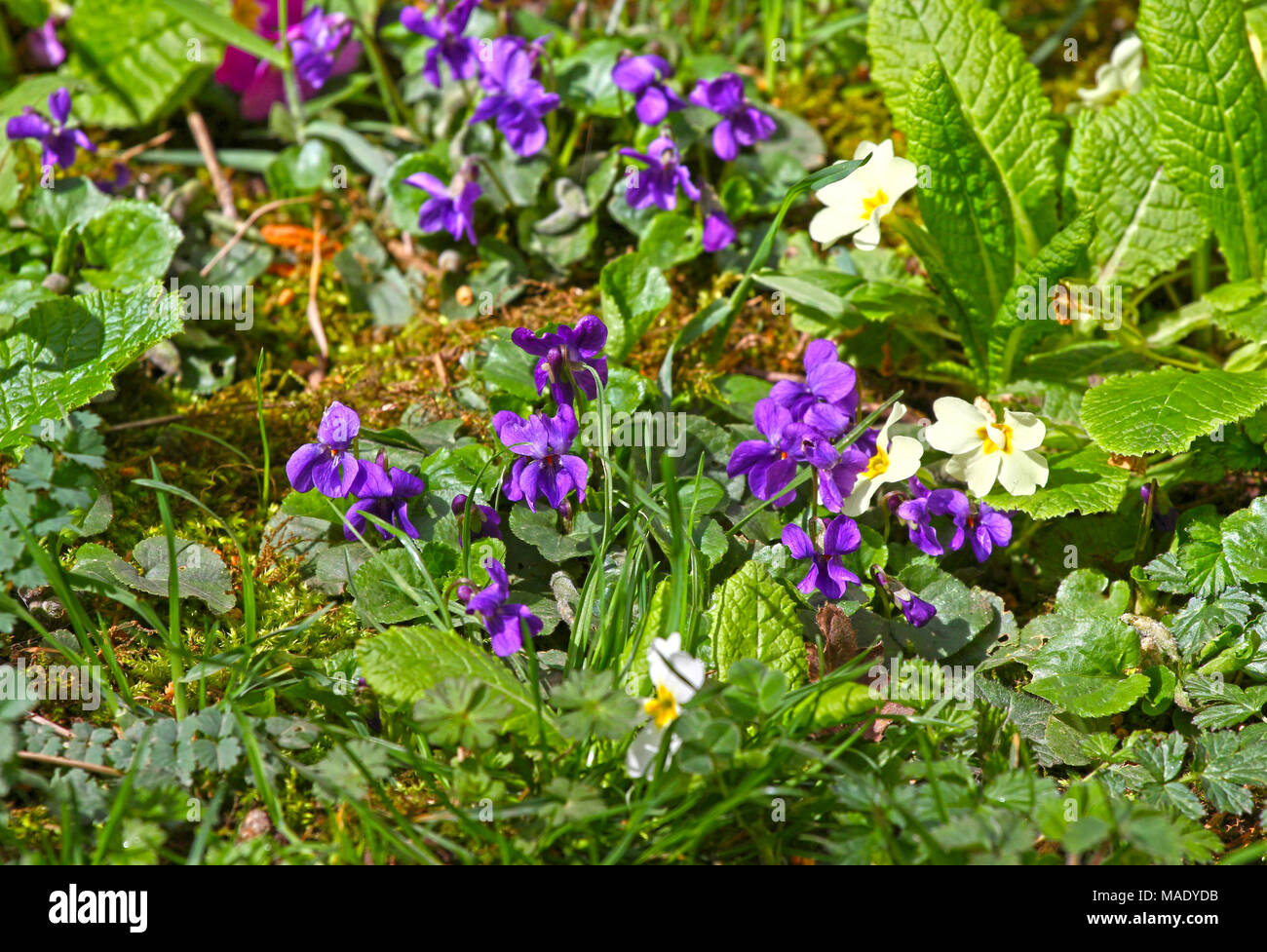 Wild violets hi-res stock photography and images - Alamy