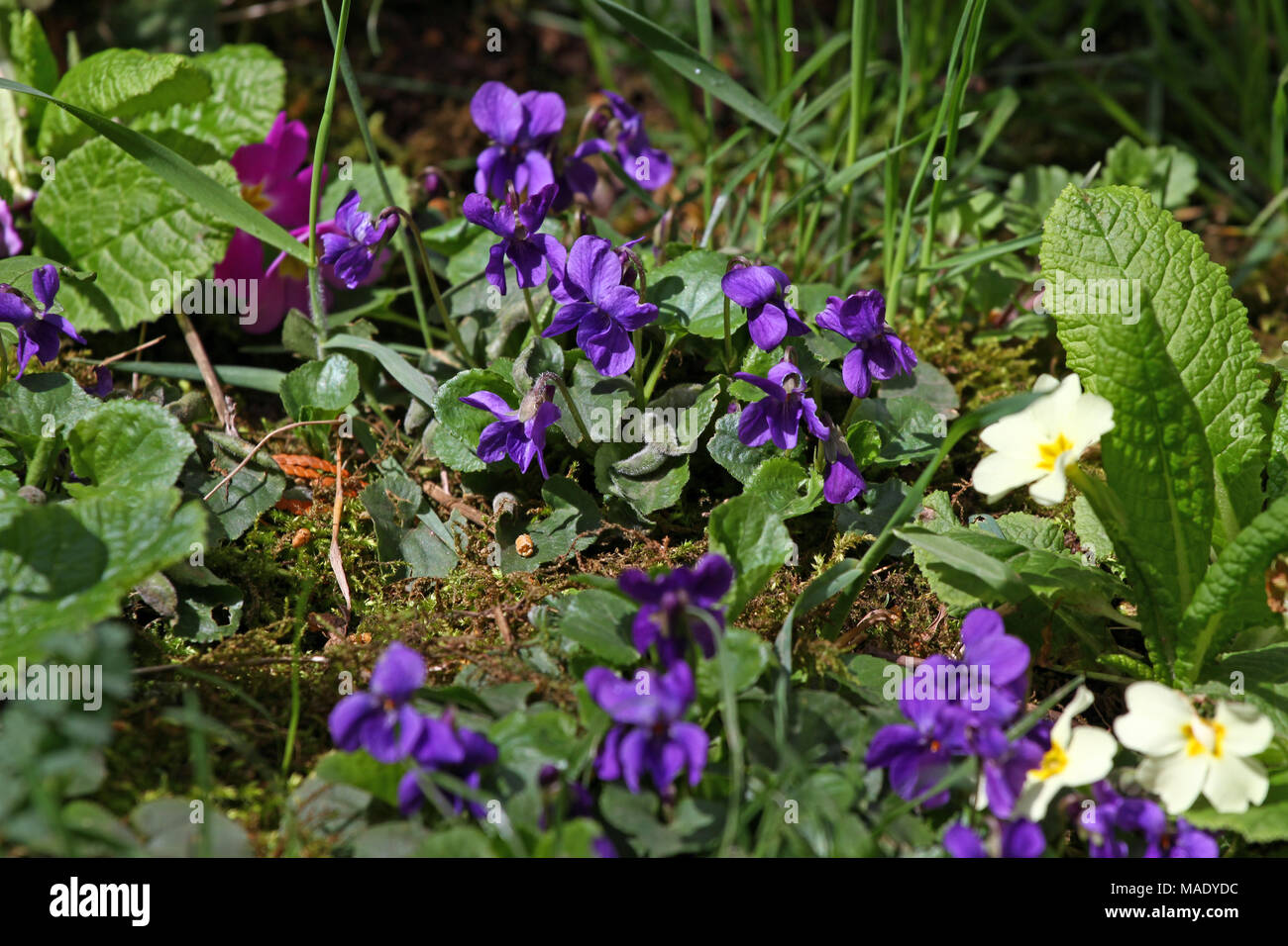 Violet flower. Wild violets on a meadow in nature. Wild violets in ...