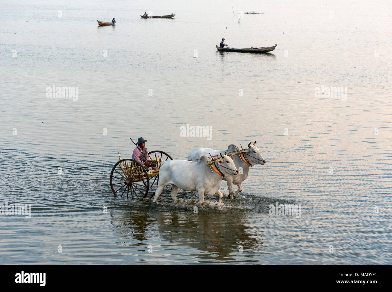 Myanmar bullock cart hi-res stock photography and images - Alamy