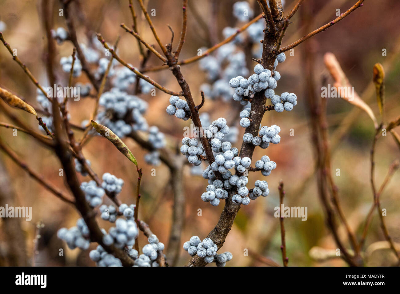 Bayberry Berries, Myrica pensylvanica Stock Photo - Alamy