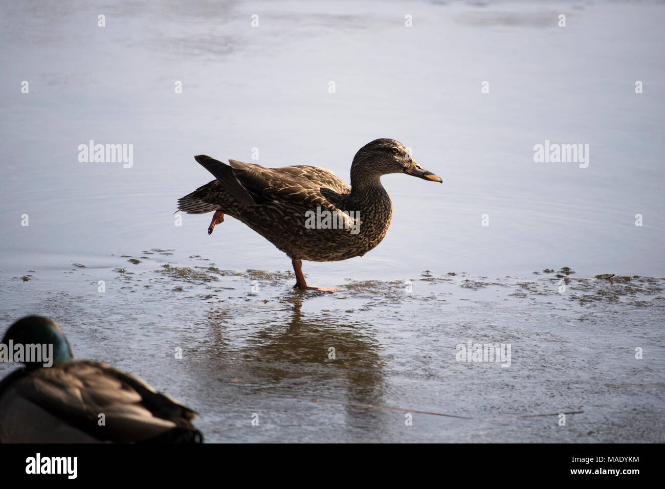 Duck Mallard Female, Canard Colvert femelle Magog River Québec Canada ...