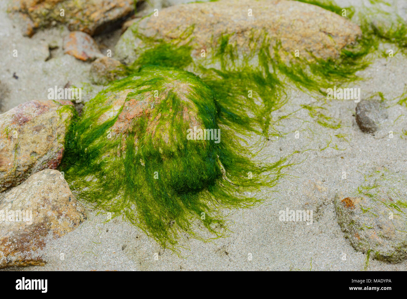 Algae on rocks hi-res stock photography and images - Alamy