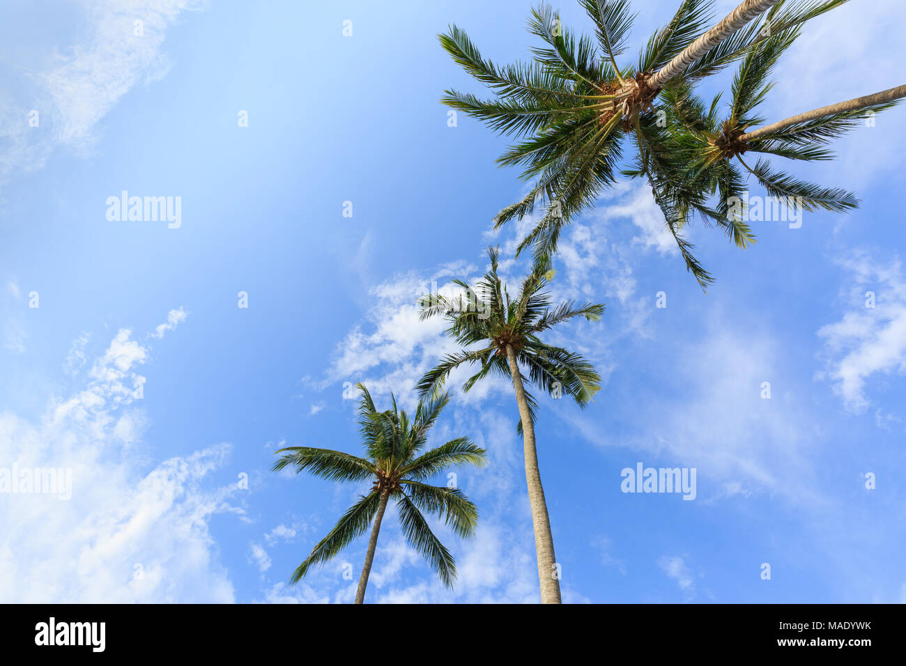 Coconut palm trees perspective view Stock Photo - Alamy