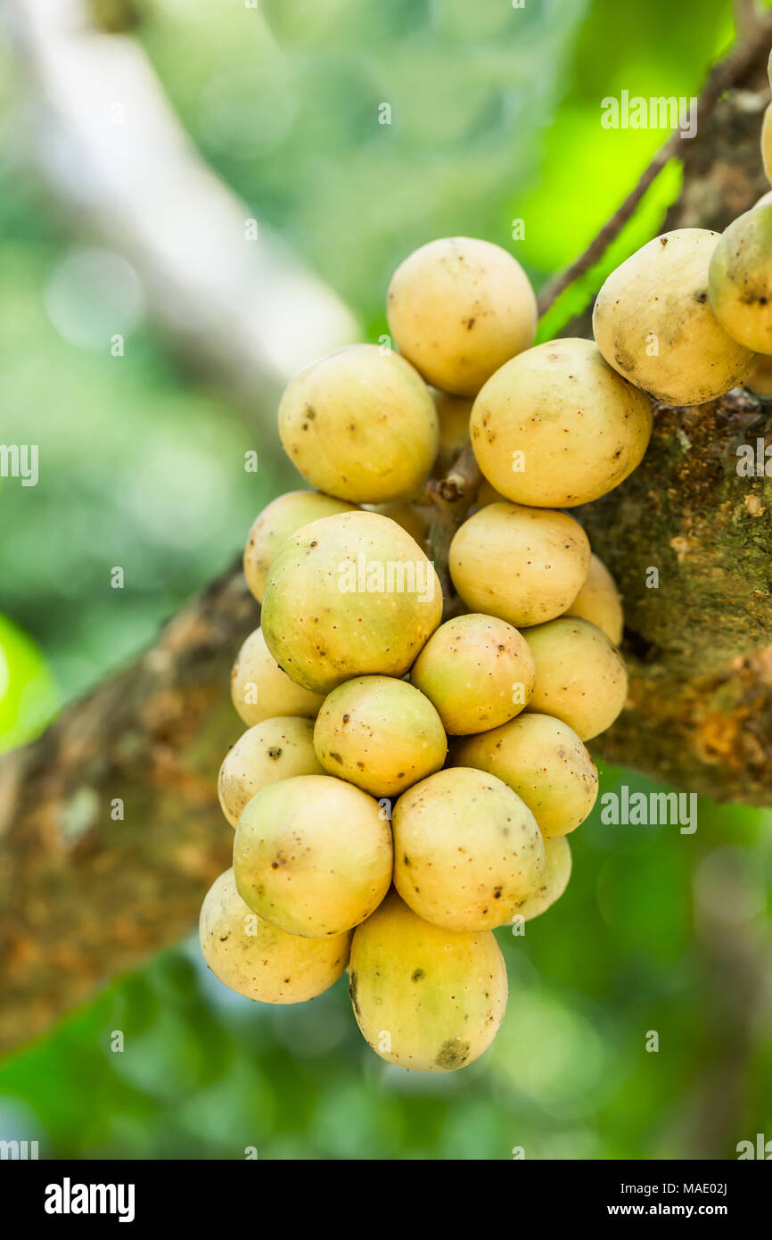 Lansium domesticum hi-res stock photography and images - Alamy