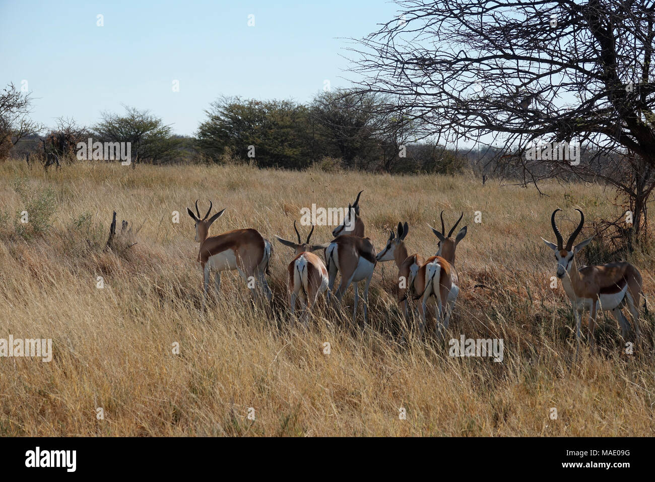 Namibia Etosha Nationalpark antilope Stock Photo - Alamy