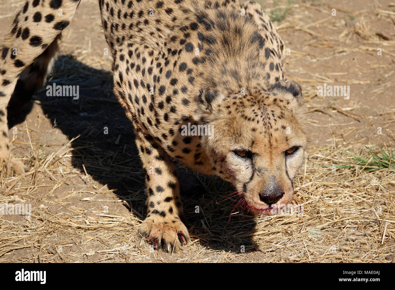 Lonely cheetah hi-res stock photography and images - Alamy