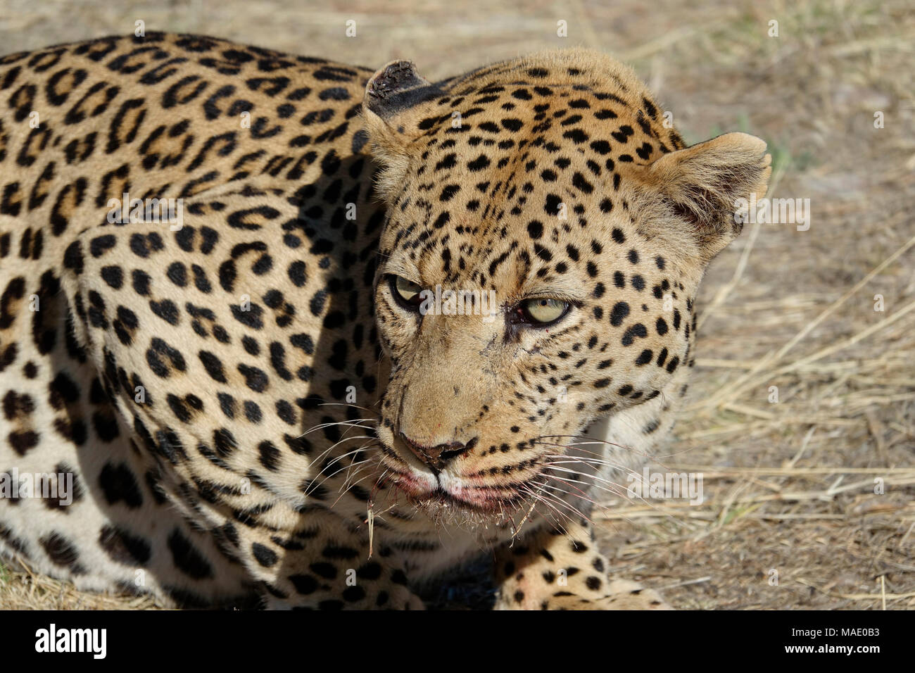 Namibia leopard with bloody snout Stock Photo - Alamy