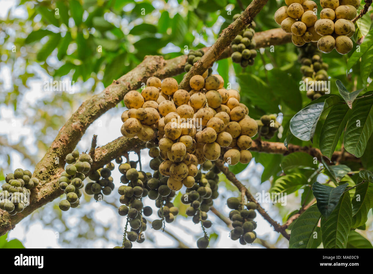 Lansium domesticum hi-res stock photography and images - Alamy