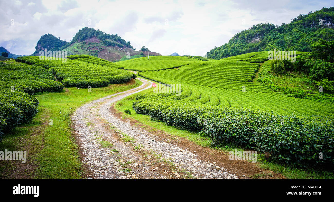 Tea field at summer in Moc Chau, Vietnam. Moc Chau Plateau is known as ...