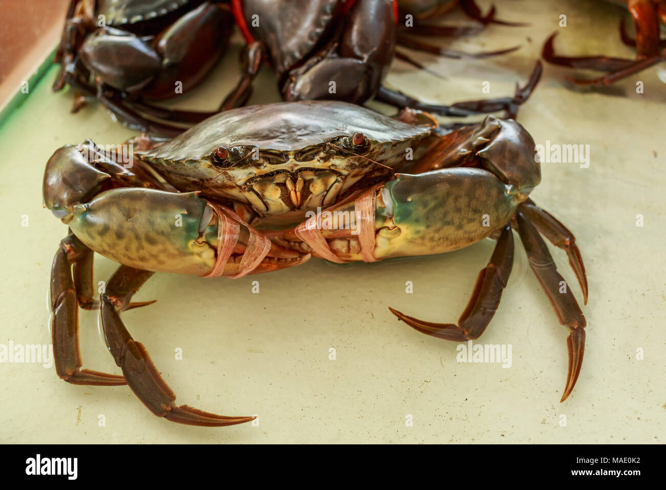 Fresh crab is at a seafood market Stock Photo - Alamy