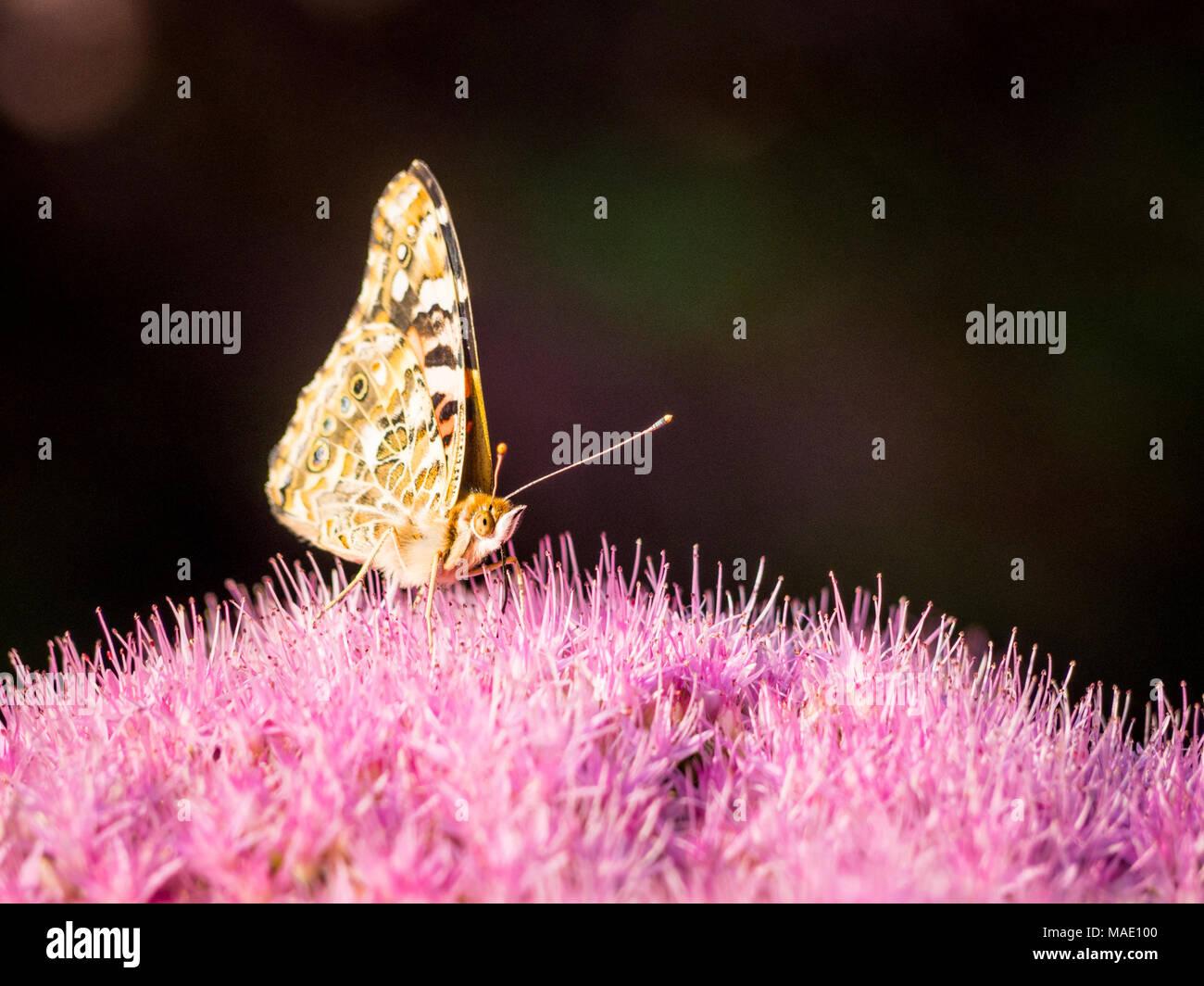 Butterfly on flower Stock Photo - Alamy
