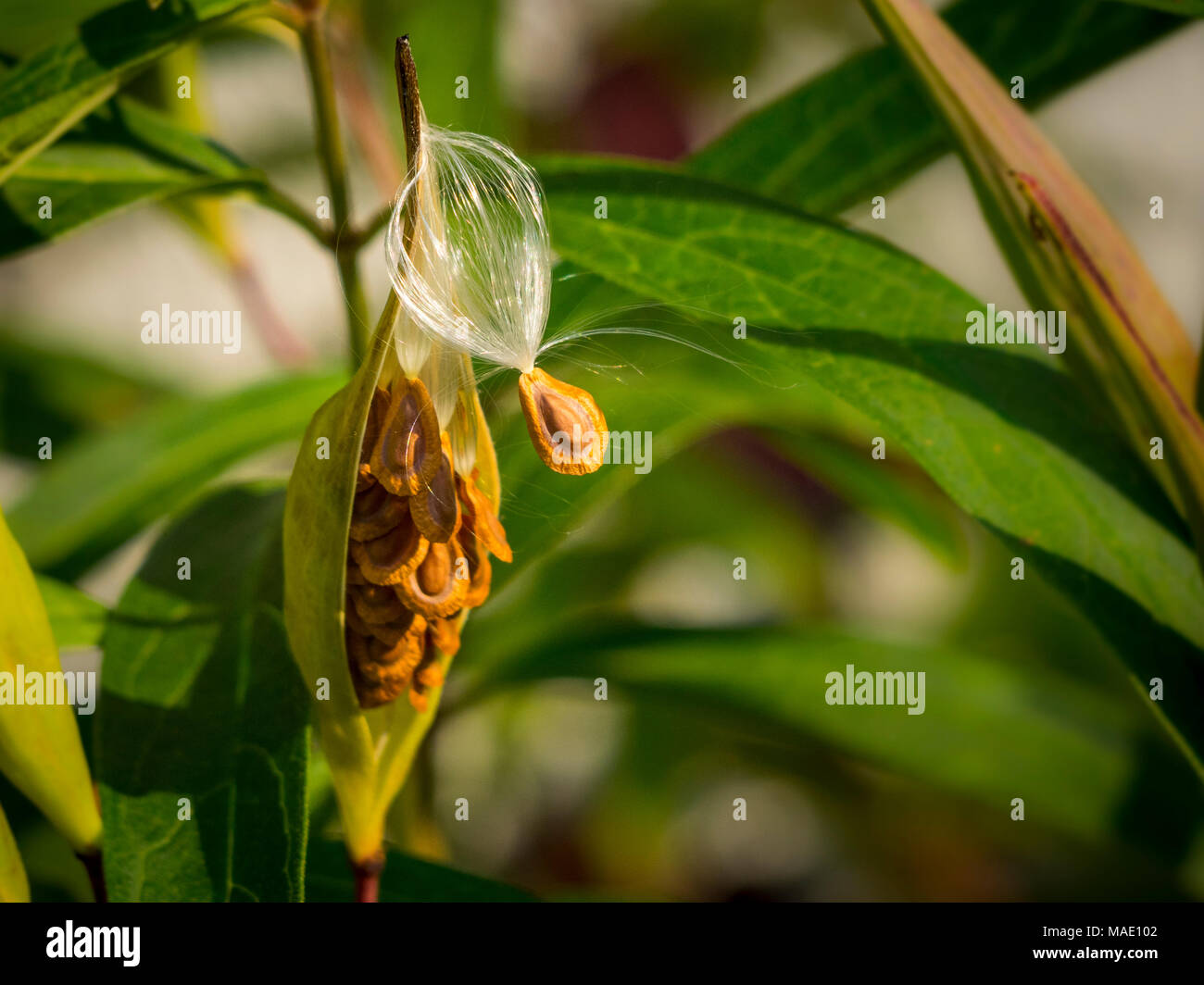 Butterfly on seed pod hi-res stock photography and images - Alamy