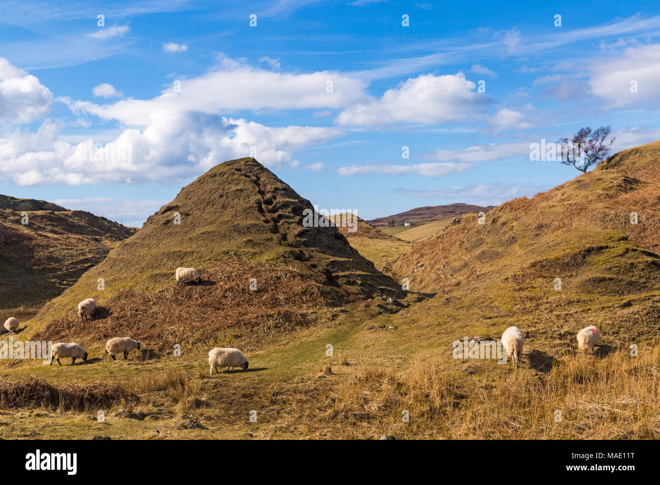 Cone shaped hills and sheep at Fairy Glen, near Uig, Isle of Skye ...