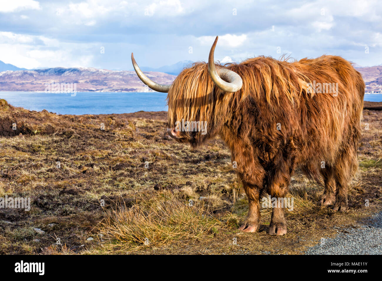 Highland cattle cow in landscape on Isle of Skye near Elgol, Scotland ...