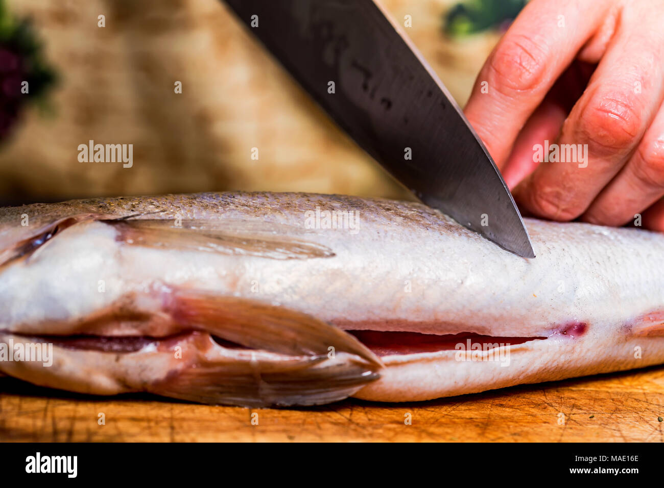 Catch zander hi-res stock photography and images - Alamy
