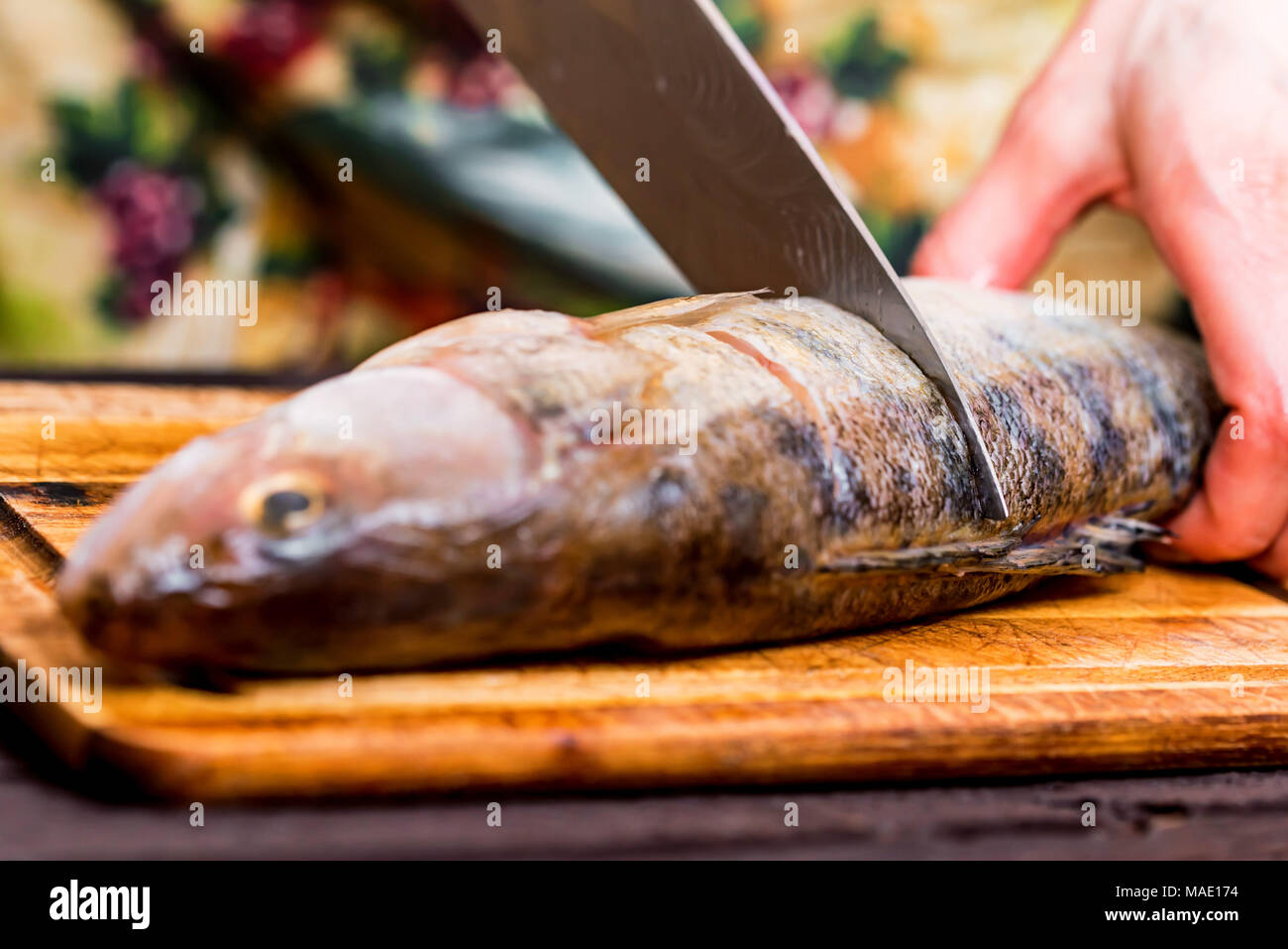 Catch zander hi-res stock photography and images - Alamy