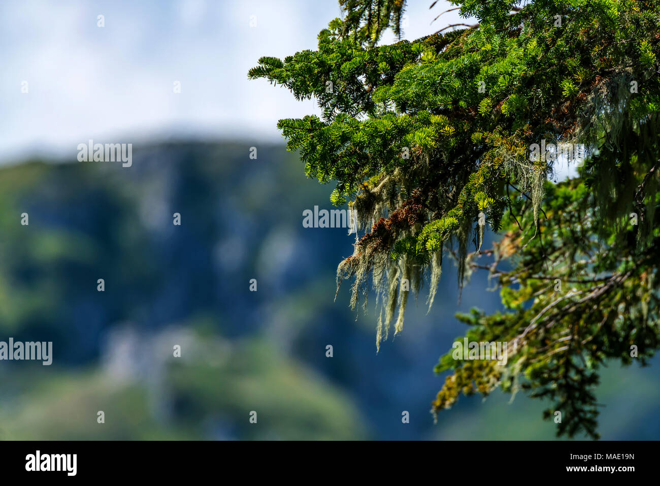 Ree branches hi-res stock photography and images - Alamy