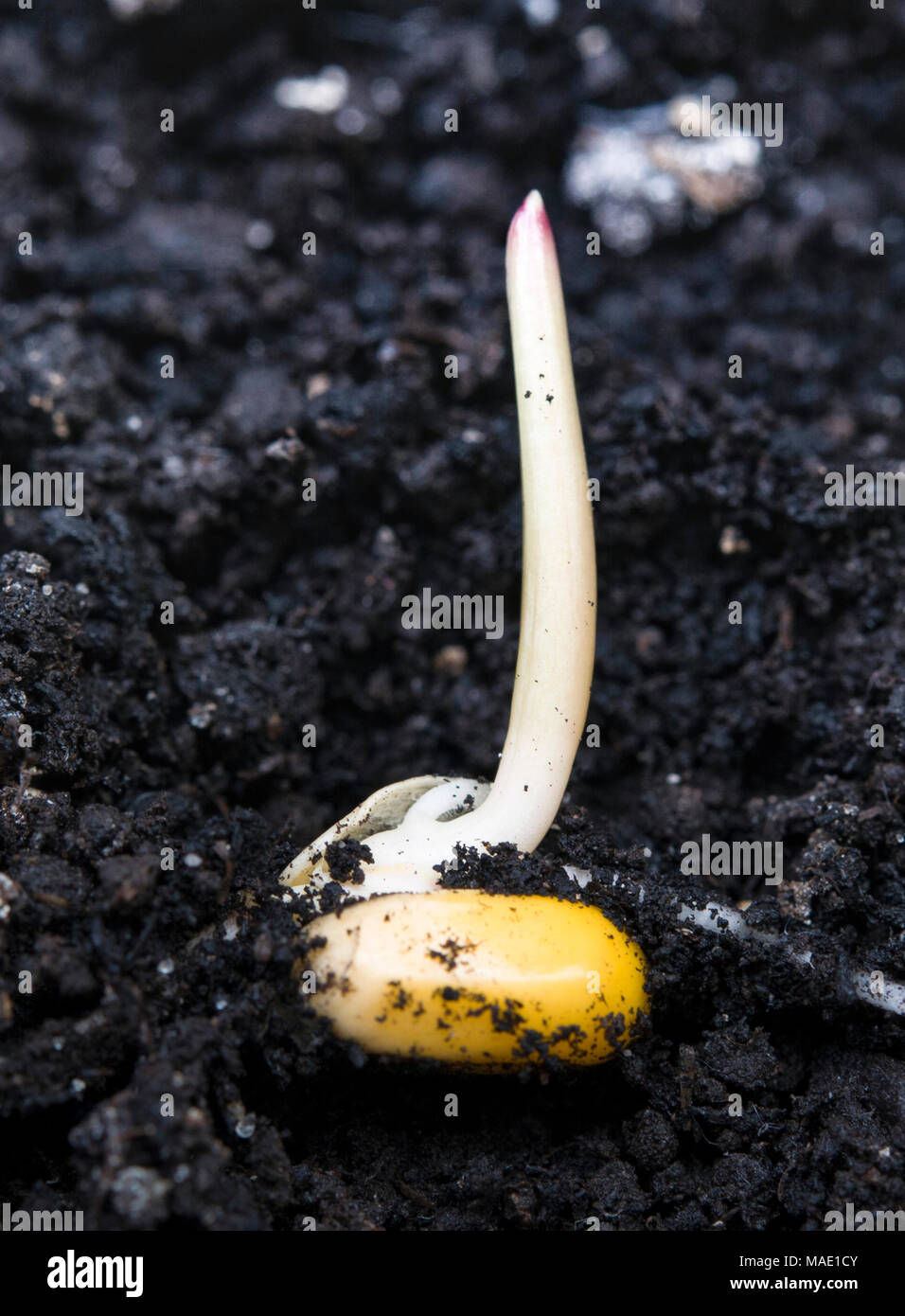 Corn seed germinating hi-res stock photography and images - Alamy