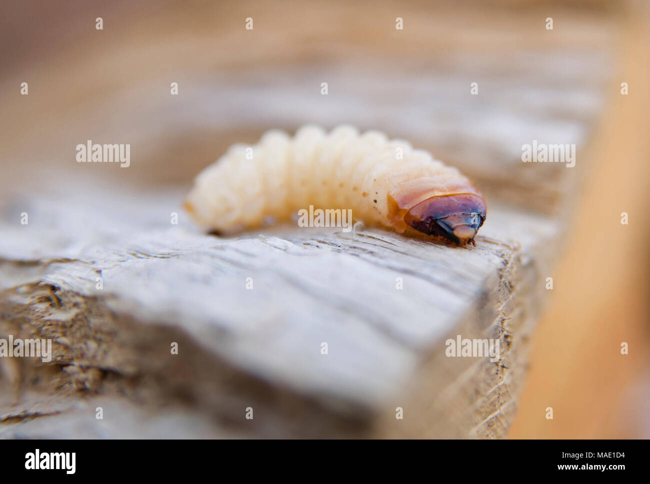 Woodworm larva anobium hi-res stock photography and images - Alamy