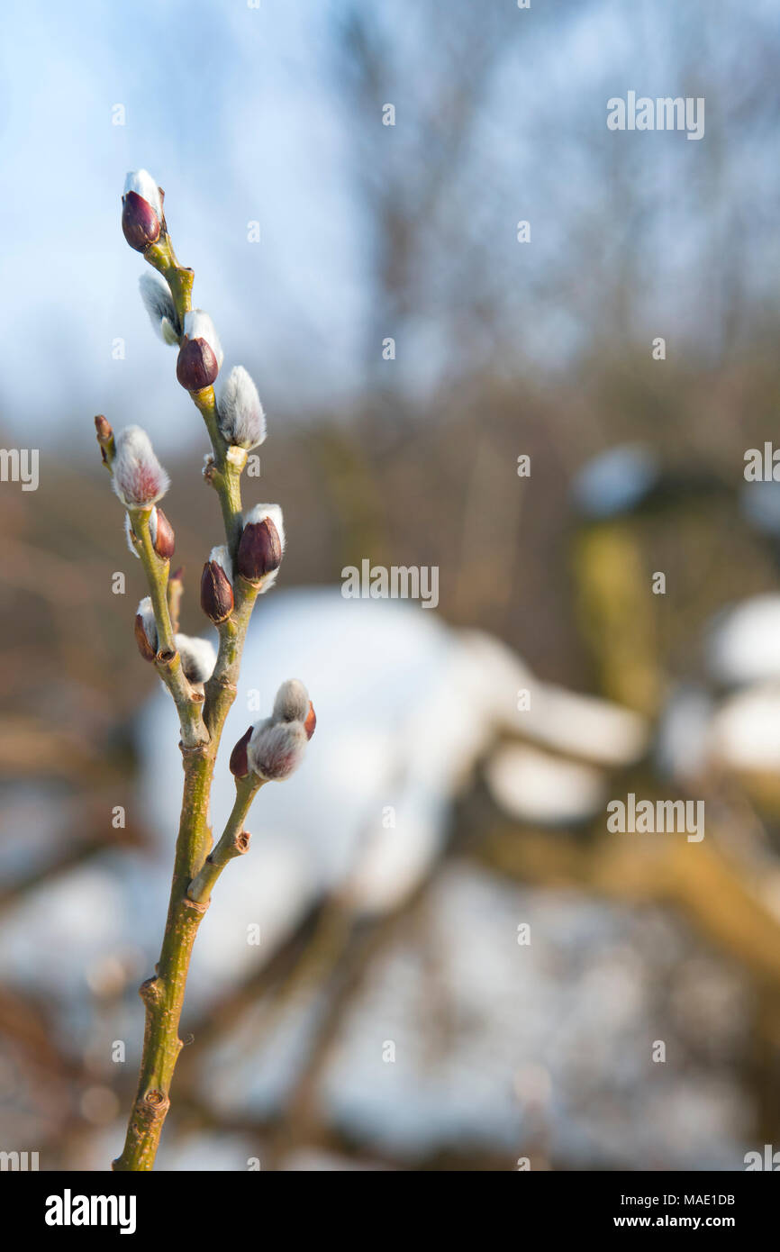 tree buds in spring Stock Photo - Alamy