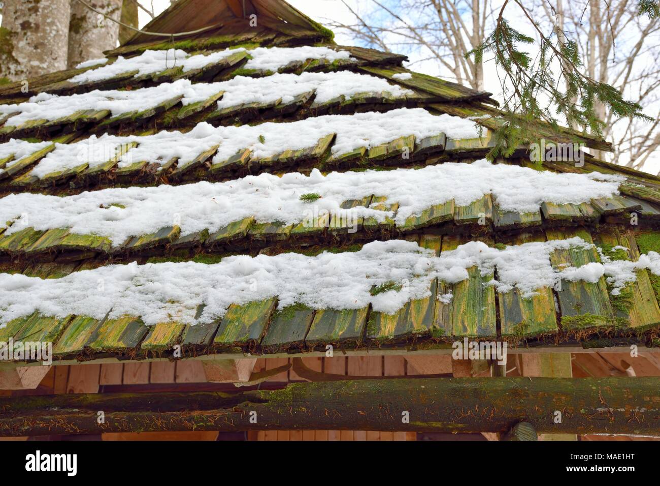 Wet wooden stump hi-res stock photography and images - Alamy