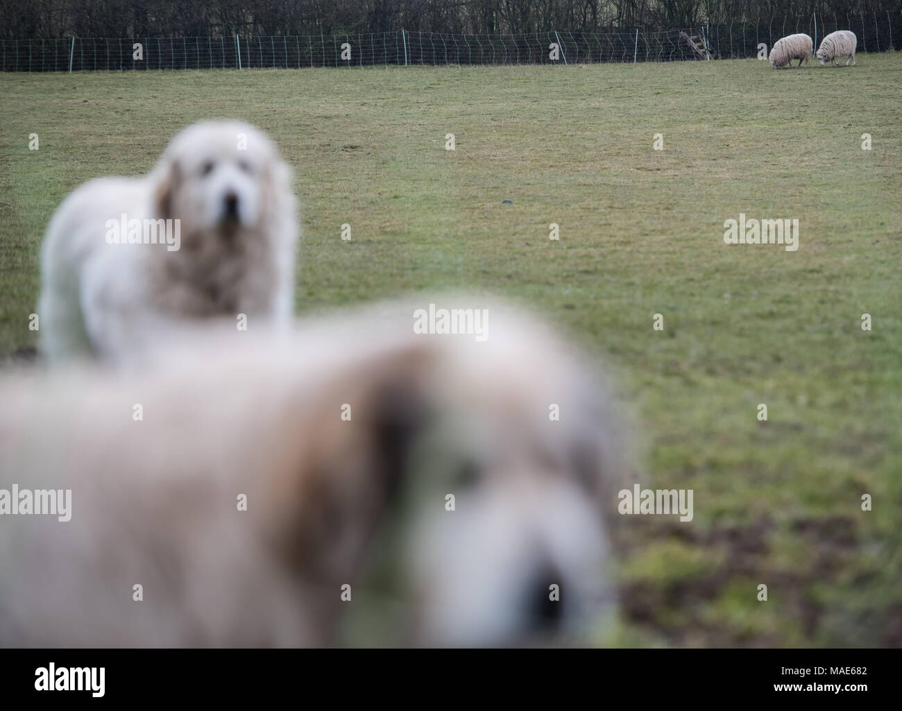 Sheep dogs guarding sheep hi-res stock photography and images - Alamy