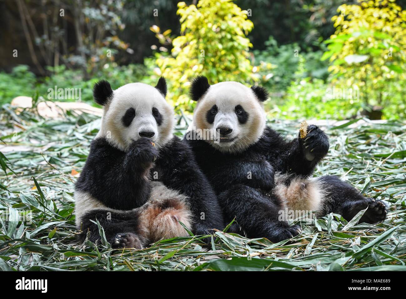 Beijing, China's Guangdong Province. 28th Mar, 2018. Giant panda twins ...
