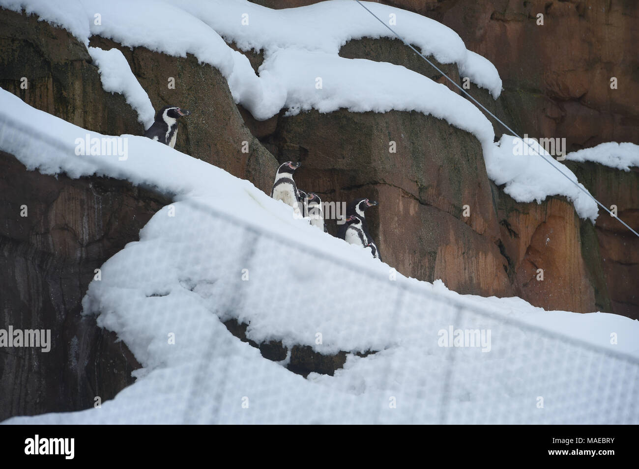 01 April 2018, Germany, Marlow: The damaged penguin cage in the bird ...
