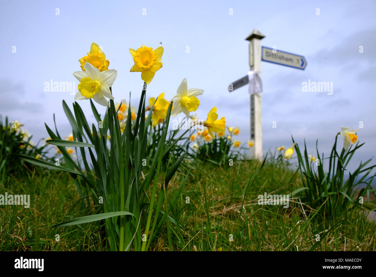 Daffodils by the roadside hi-res stock photography and images - Alamy