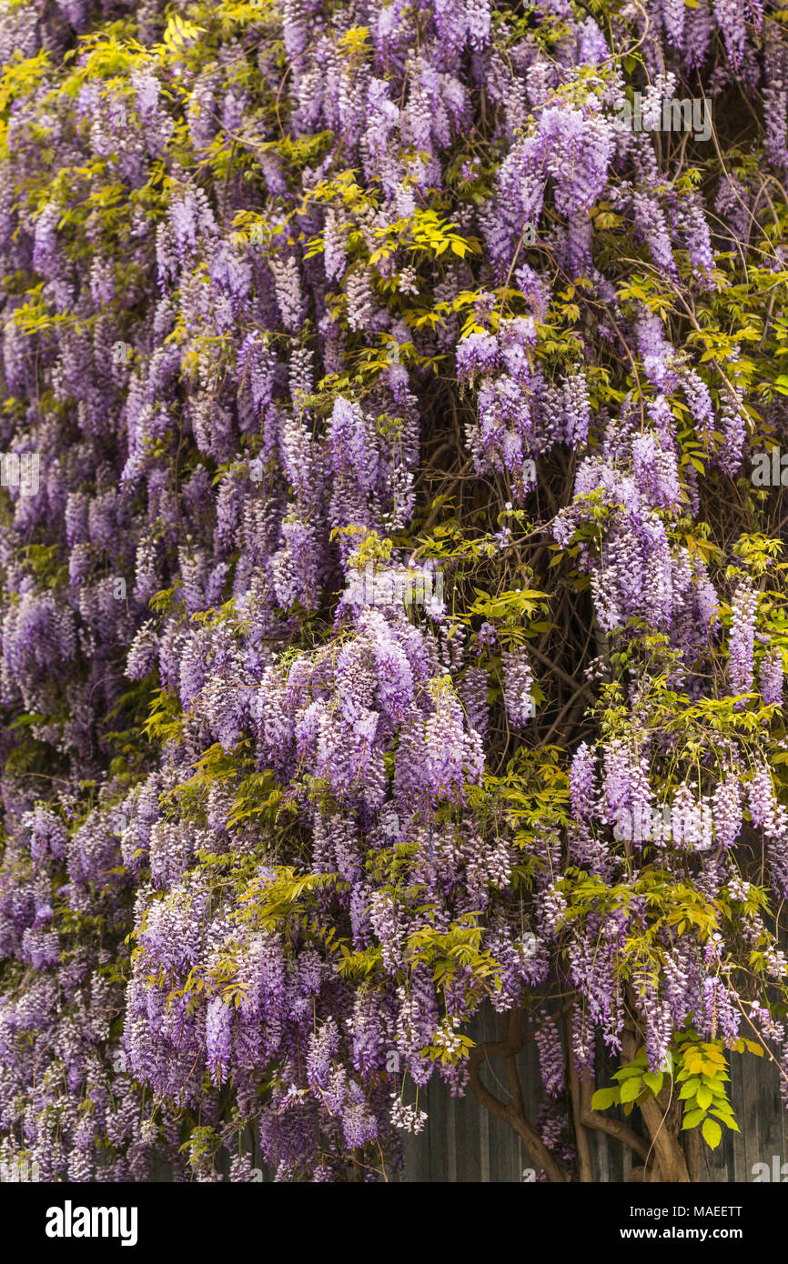 Spring Concept Beautiful Blooming Purple Wisteria Flowers Background