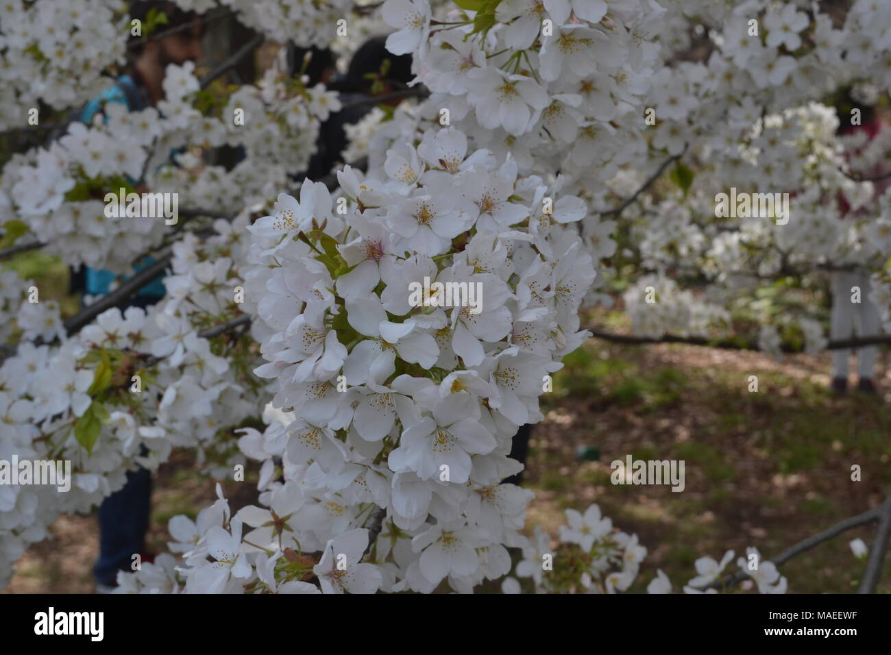 White cherry blossom flowers in Shinjuku Garden, Tokyo, Japan Stock ...