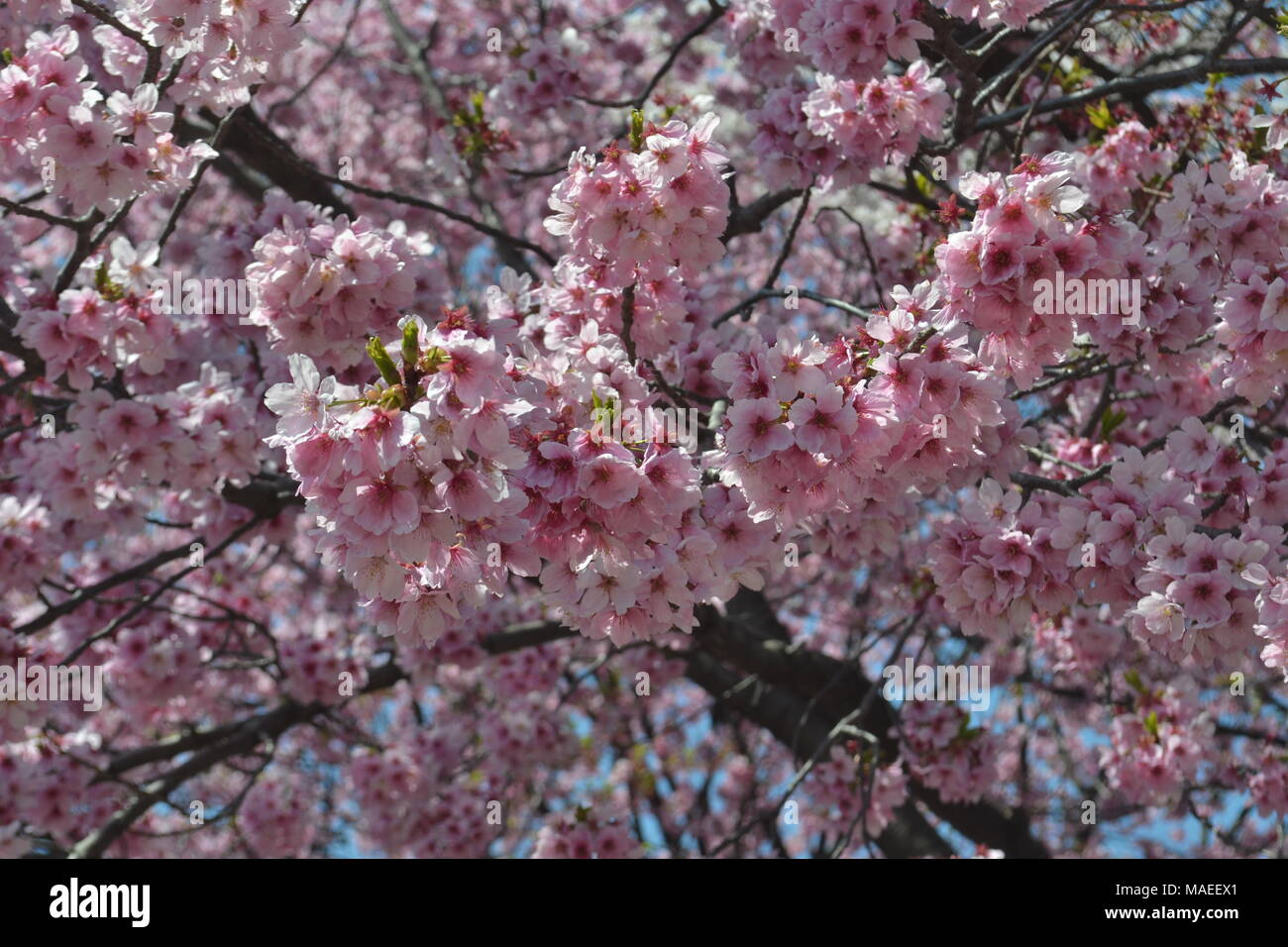 White cherry blossom flowers in Shinjuku Garden, Tokyo, Japan Stock ...