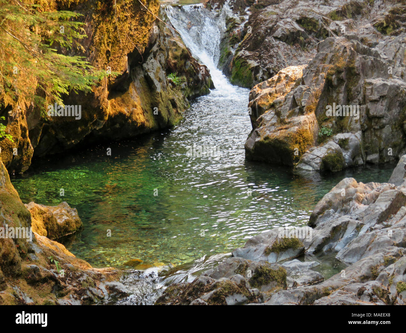 Opal Creek Pool in OR Stock Photo - Alamy