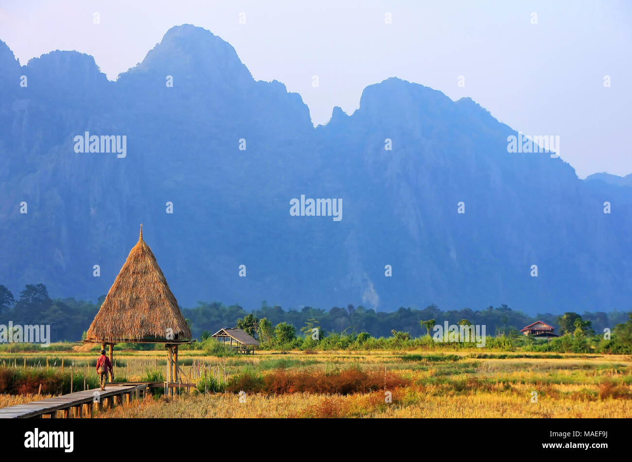 Harvested rice field surrounded by rock formations in Vang Vieng, Laos ...