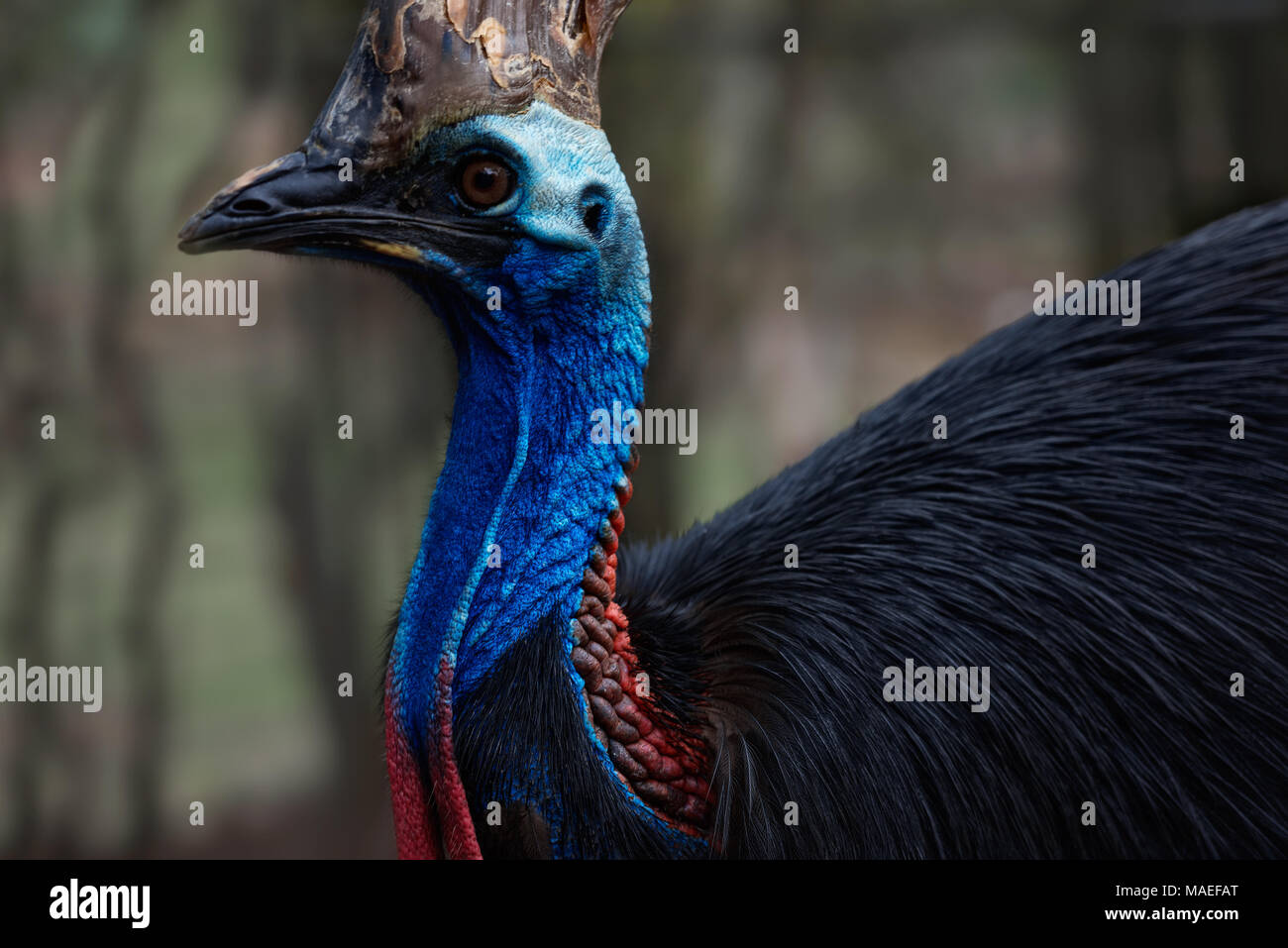 Cassowary profile hi-res stock photography and images - Alamy