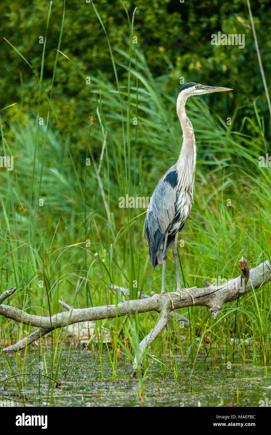 Wetland wildlife habitat hi-res stock photography and images - Alamy