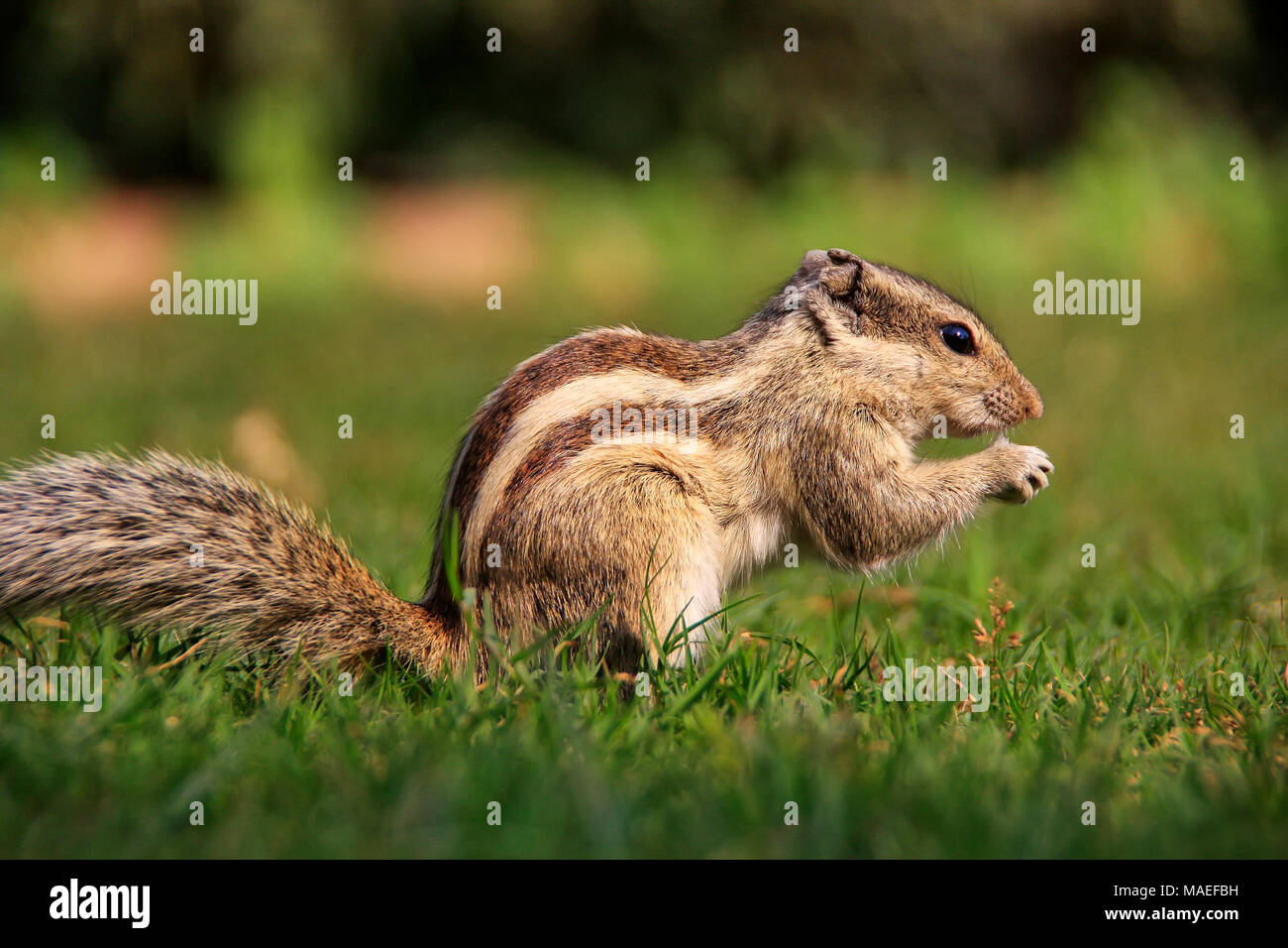Indian palm squirrel hi-res stock photography and images - Alamy